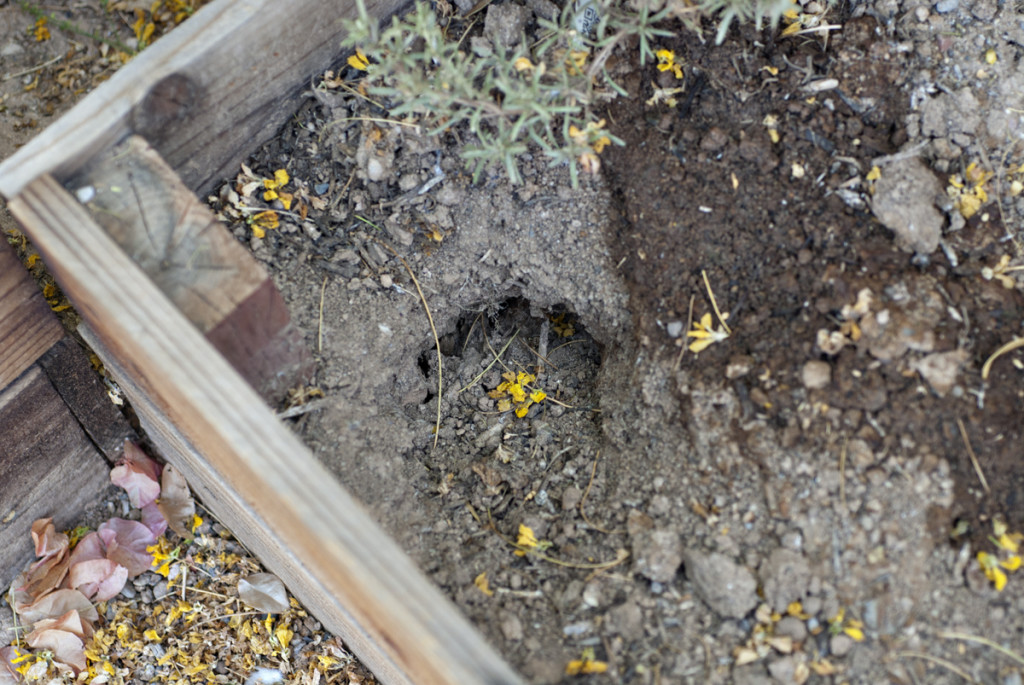 How to Rid your Yard of Pocket Gophers in Arizona - Handmade and Homegrown